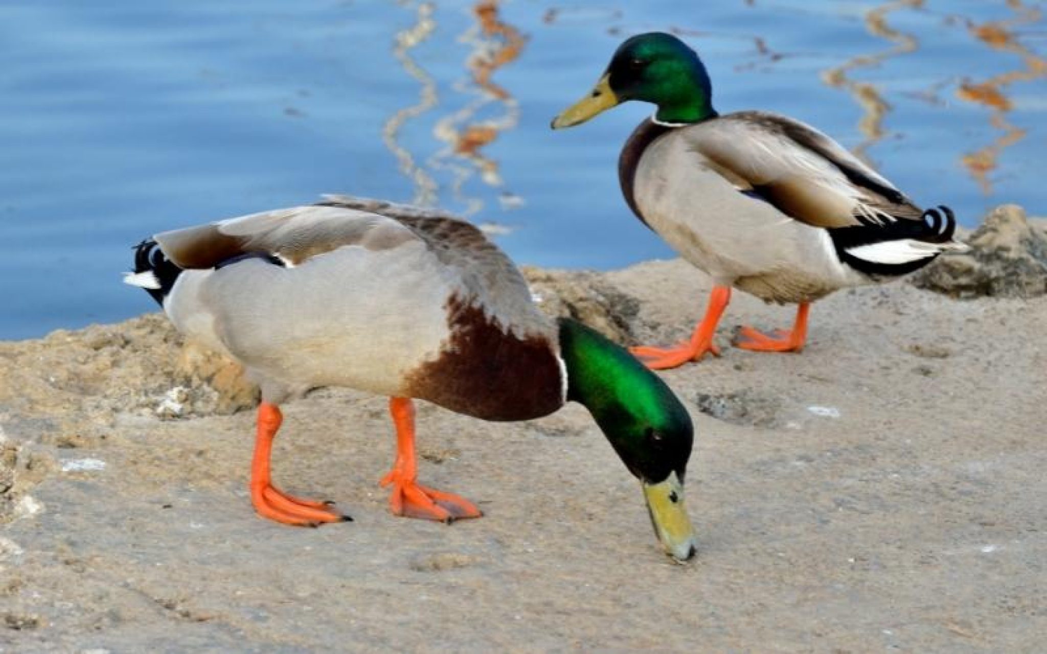 Spiritual Meaning of Seeing 2 Ducks - Pay Attention to This Sign