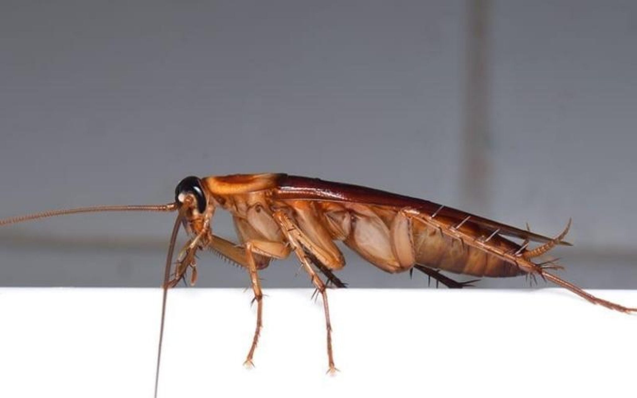 Spiritual Meaning of Cockroach Crawling on You - Spiritualify