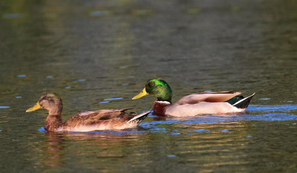 Spiritual Meaning of Seeing 2 Ducks - Pay Attention to This Sign