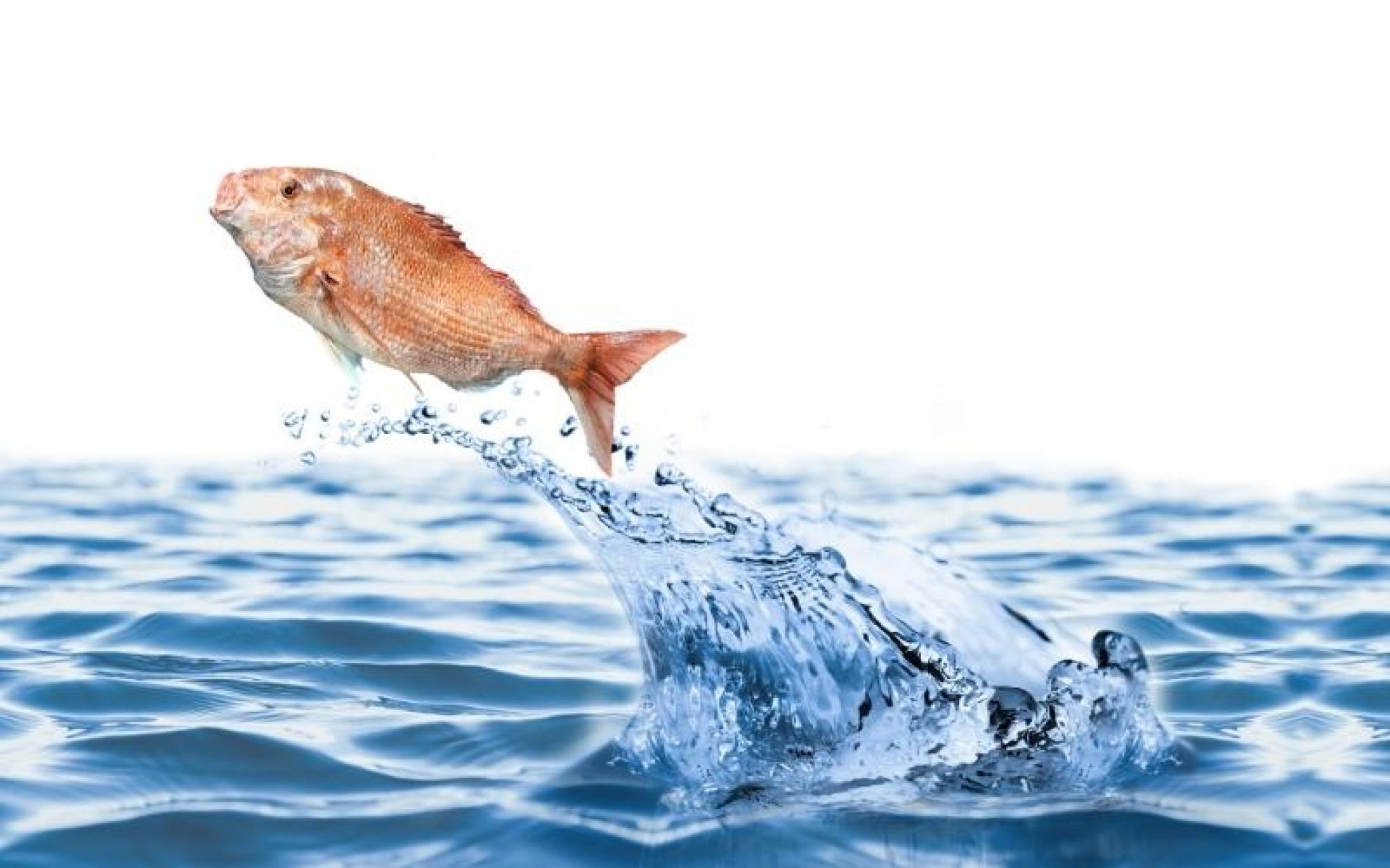 Spiritual Meaning of Fish Jumping Out Of Water - A Divine Sign