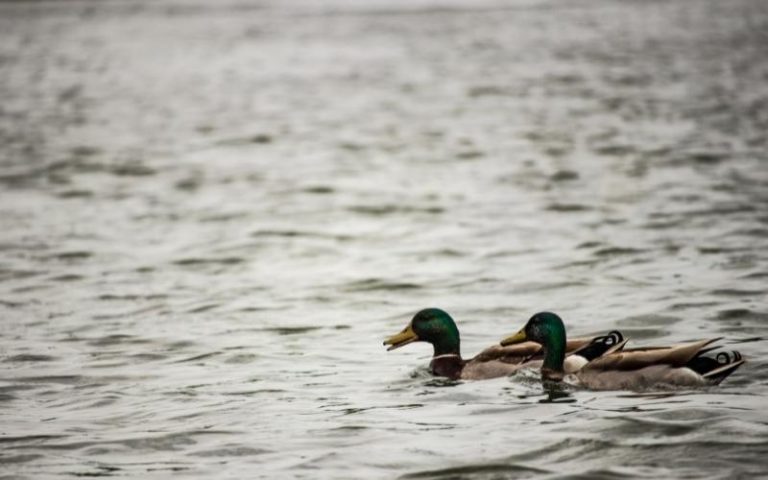 Spiritual Meaning of Seeing 2 Ducks - Pay Attention to This Sign