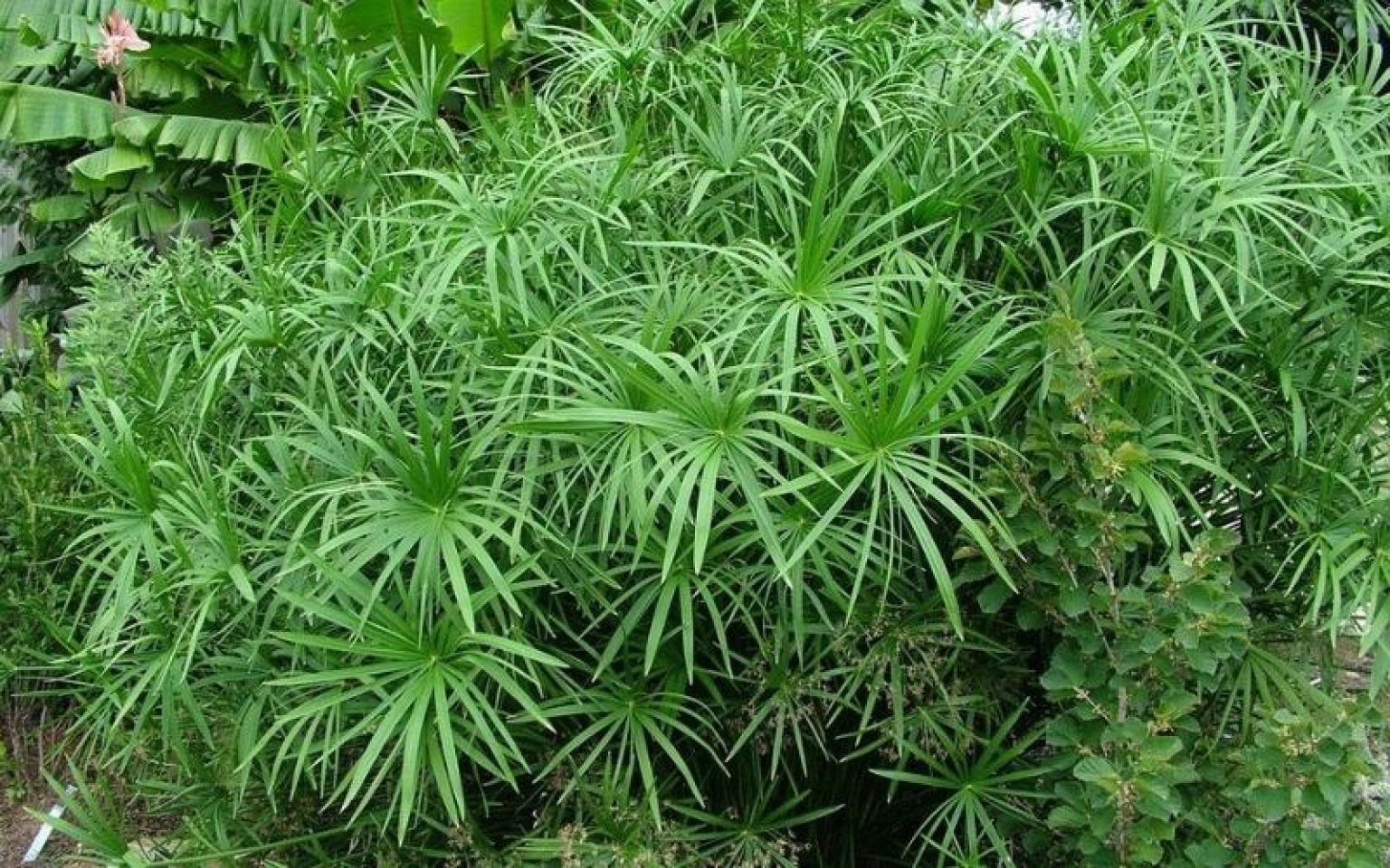 These 5 Plants Bring Bad Luck: Do Not Keep Them at Home!