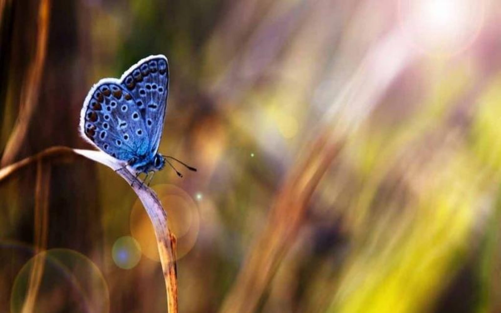 Choose Your Favorite Animal to Find Out Your Greatest Hidden Spiritual Gift