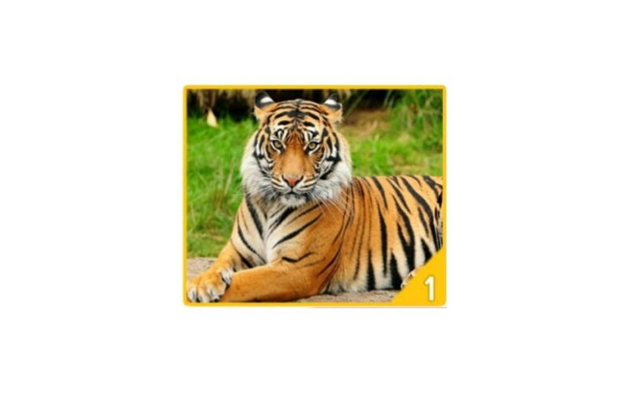 Which Animal Would You Adopt? Your Choice Will Reveal Your Emotional State