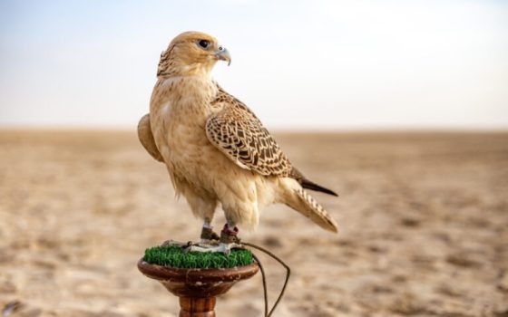 Your Native American Zodiac Sign And What it Reveals About You