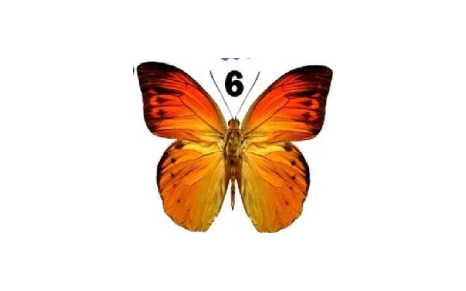 Learn More About Your Character by Choosing the Butterfly You Like Best