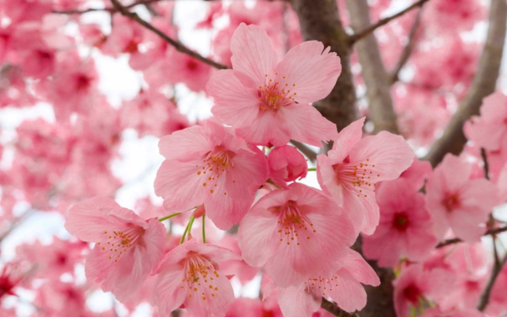 The Perfect Flower for You, According to Your Zodiac Sign