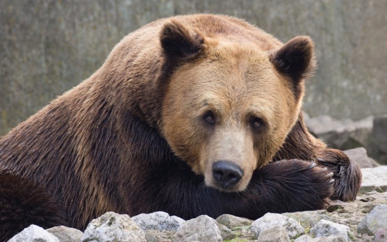 Choose One of the Totems, to Discover Your Hidden Spiritual Gifts