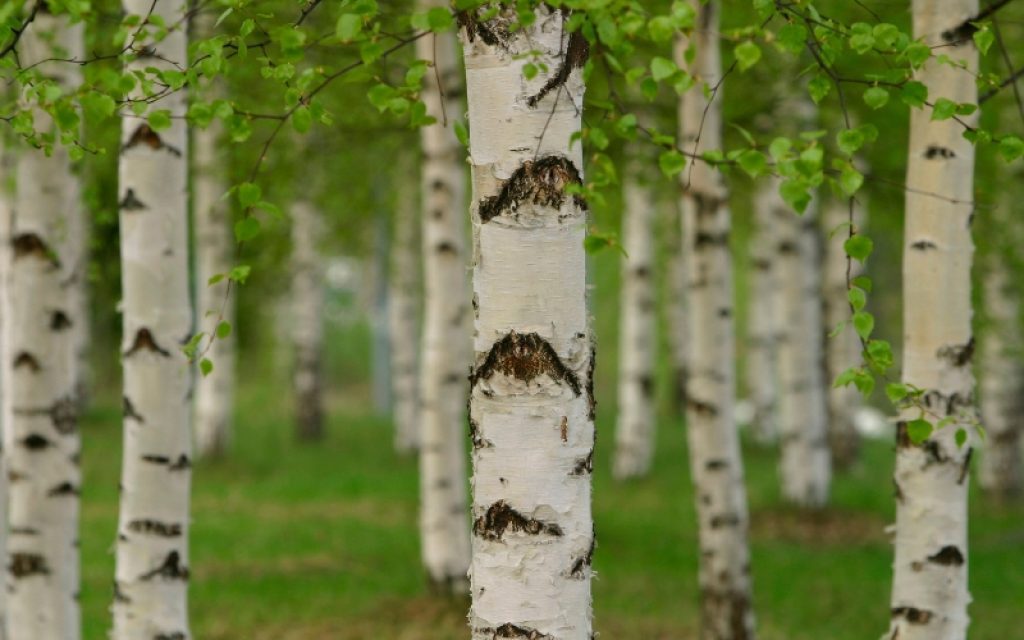 Your Celtic Tree Zodiac Sign And What it Reveals About You