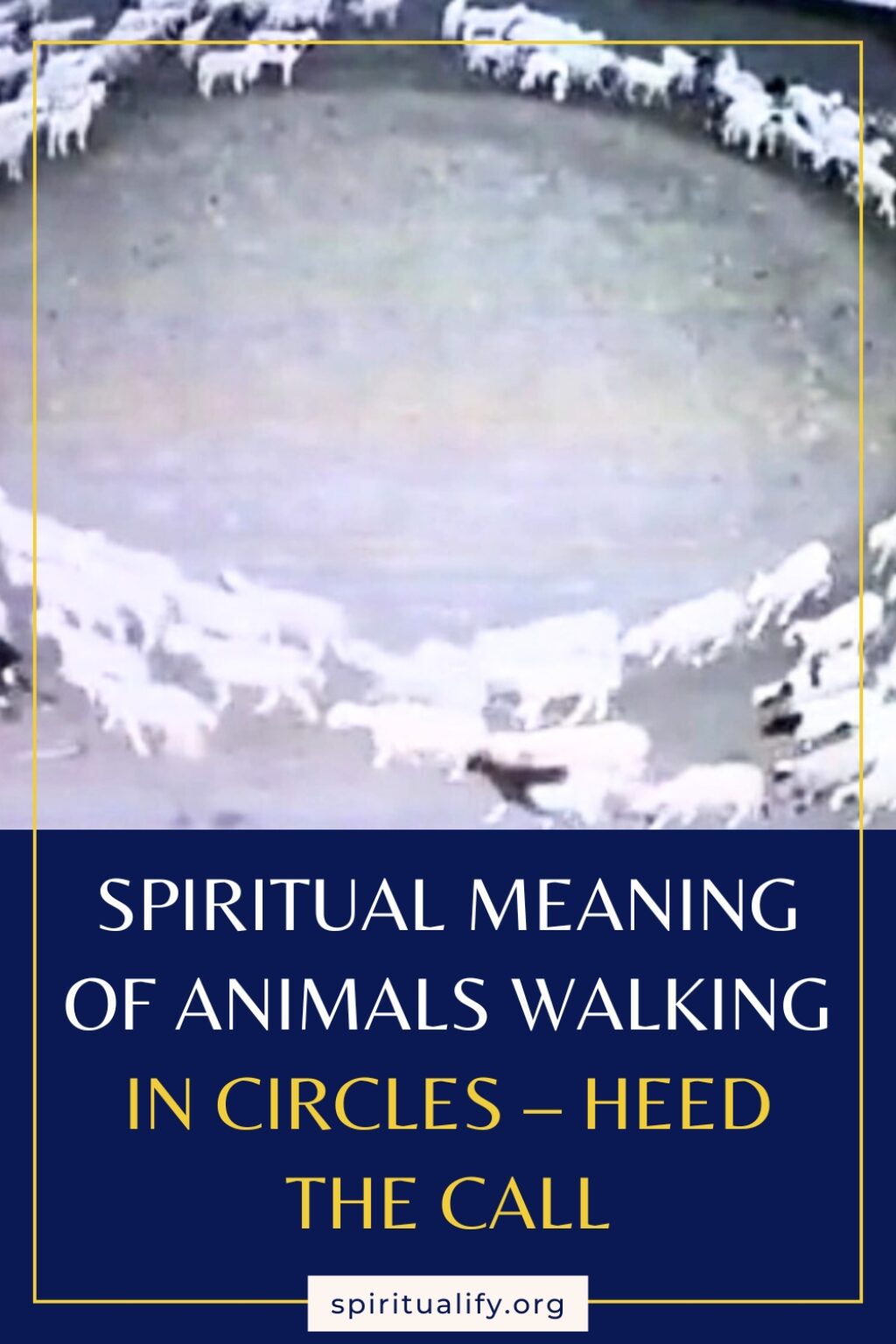 Spiritual Meaning Of Animals Walking In Circles - Heed the Call