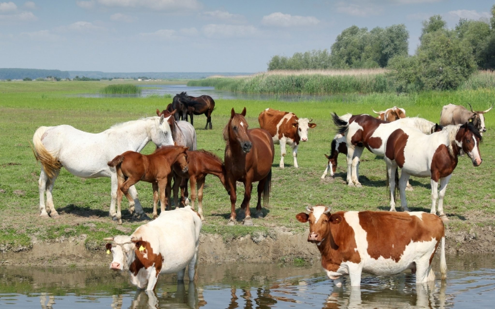Spiritual Meaning Of Animals Walking In Circles - Heed the Call