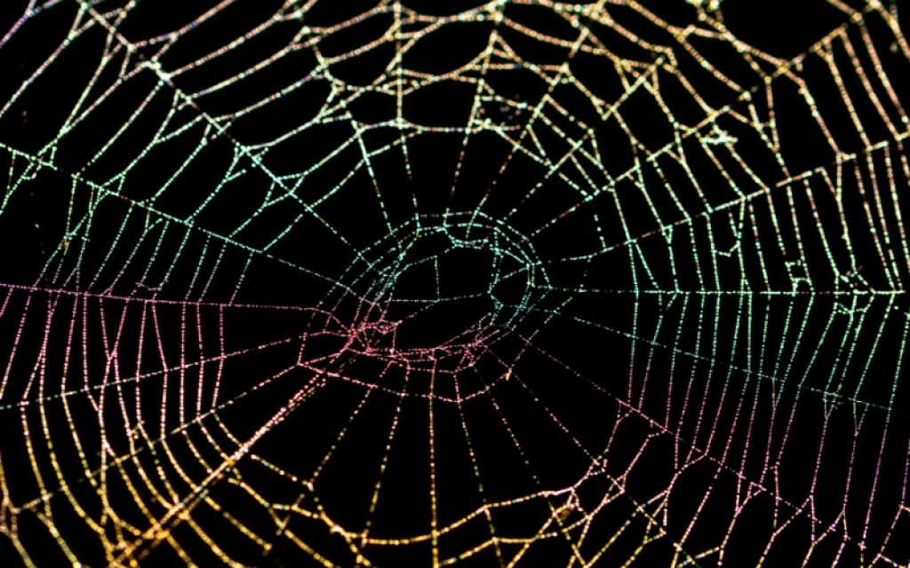 Spiritual Meaning Of Walking Through A Spider Web - Step Out