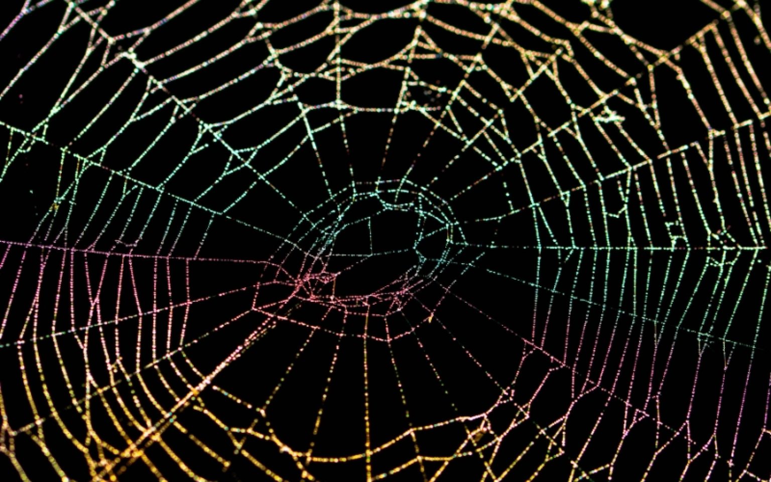 Spiritual Meaning Of Walking Through A Spider Web - Step Out