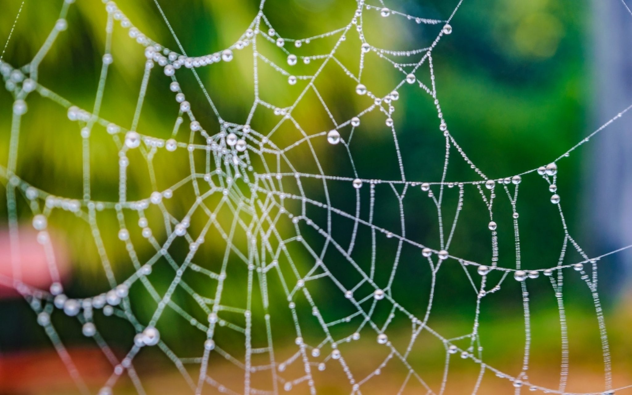 Spiritual Meaning Of Walking Through A Spider Web - Step Out