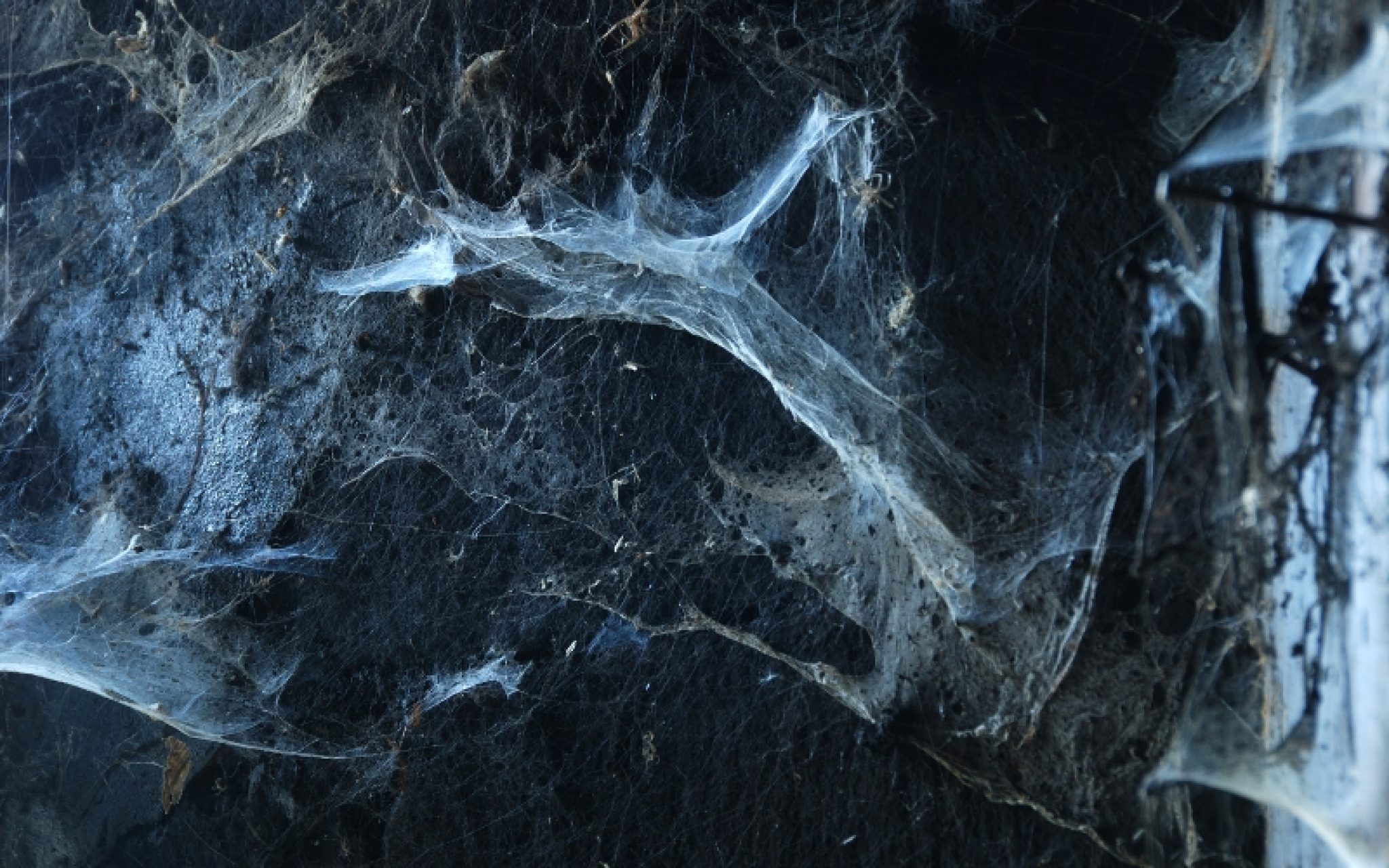 Spiritual Meaning Of Walking Through A Spider Web - Step Out