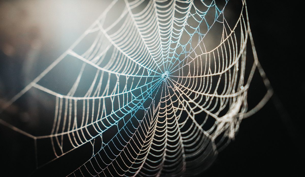 Spiritual Meaning Of Walking Through A Spider Web Step Out spiritual-meaning-of-walking-through-a-spider-web-step-out