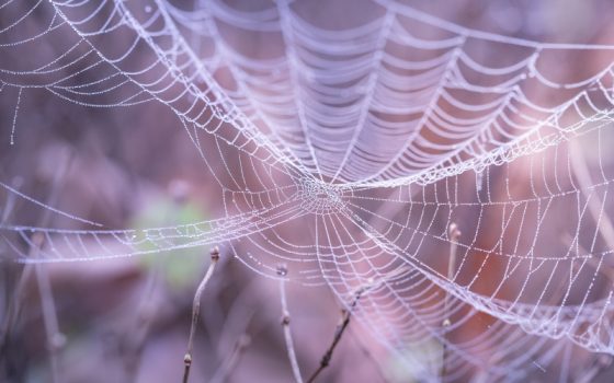 Spiritual Meaning Of Walking Through A Spider Web - Step Out