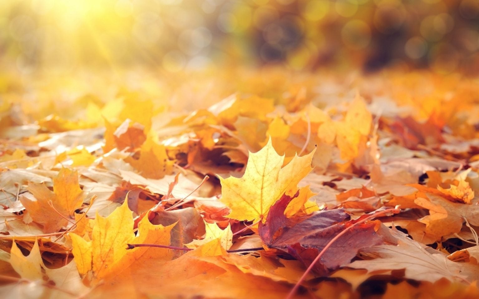 Spiritual Meaning Of Leaves Spinning In Circles - Divine Timing