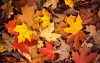 Spiritual Meaning Of Falling Leaves - Embrace Change