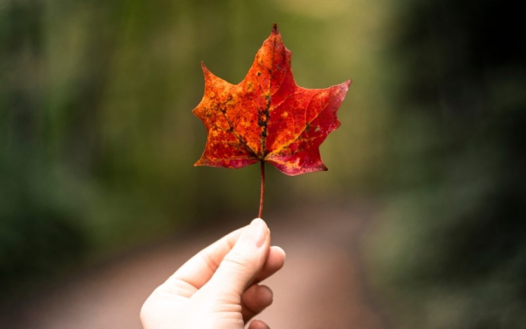 Spiritual Meaning Of Falling Leaves - Embrace Change