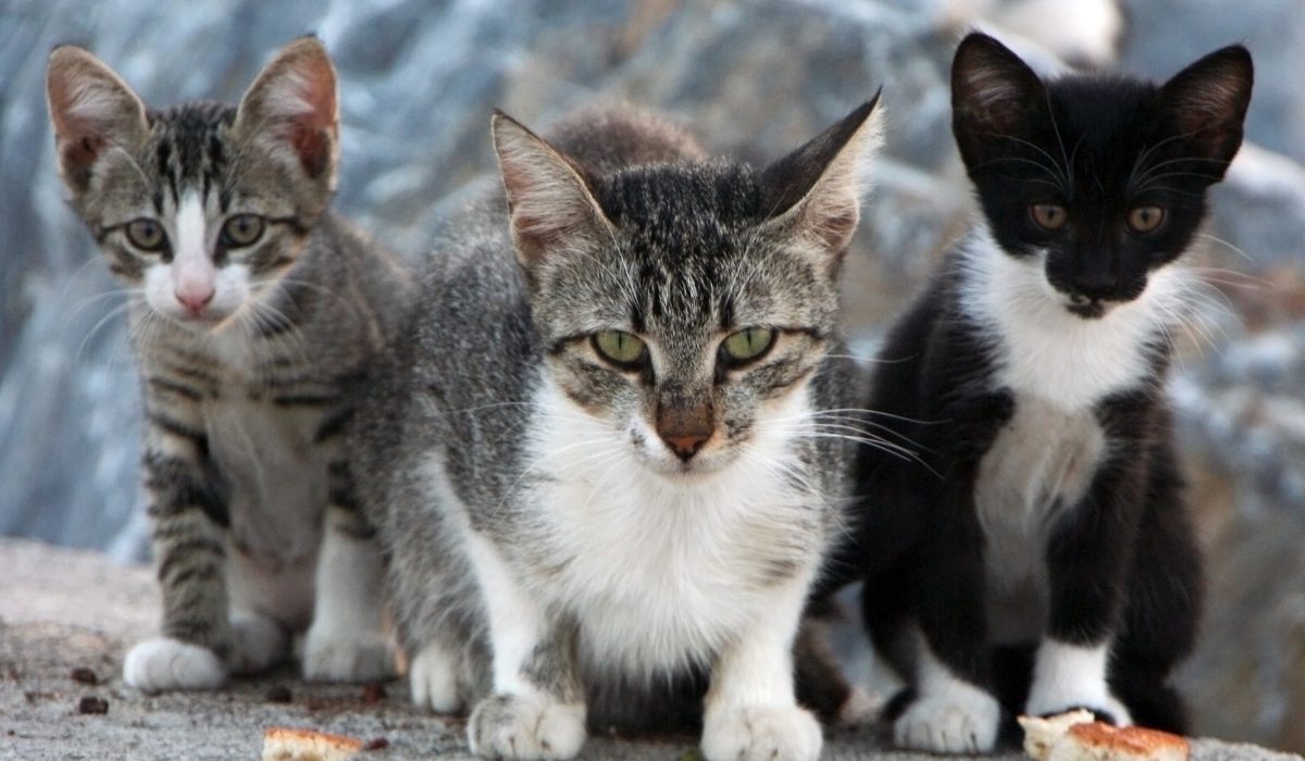Spiritual Meaning Of Seeing 3 Cats - Take Action