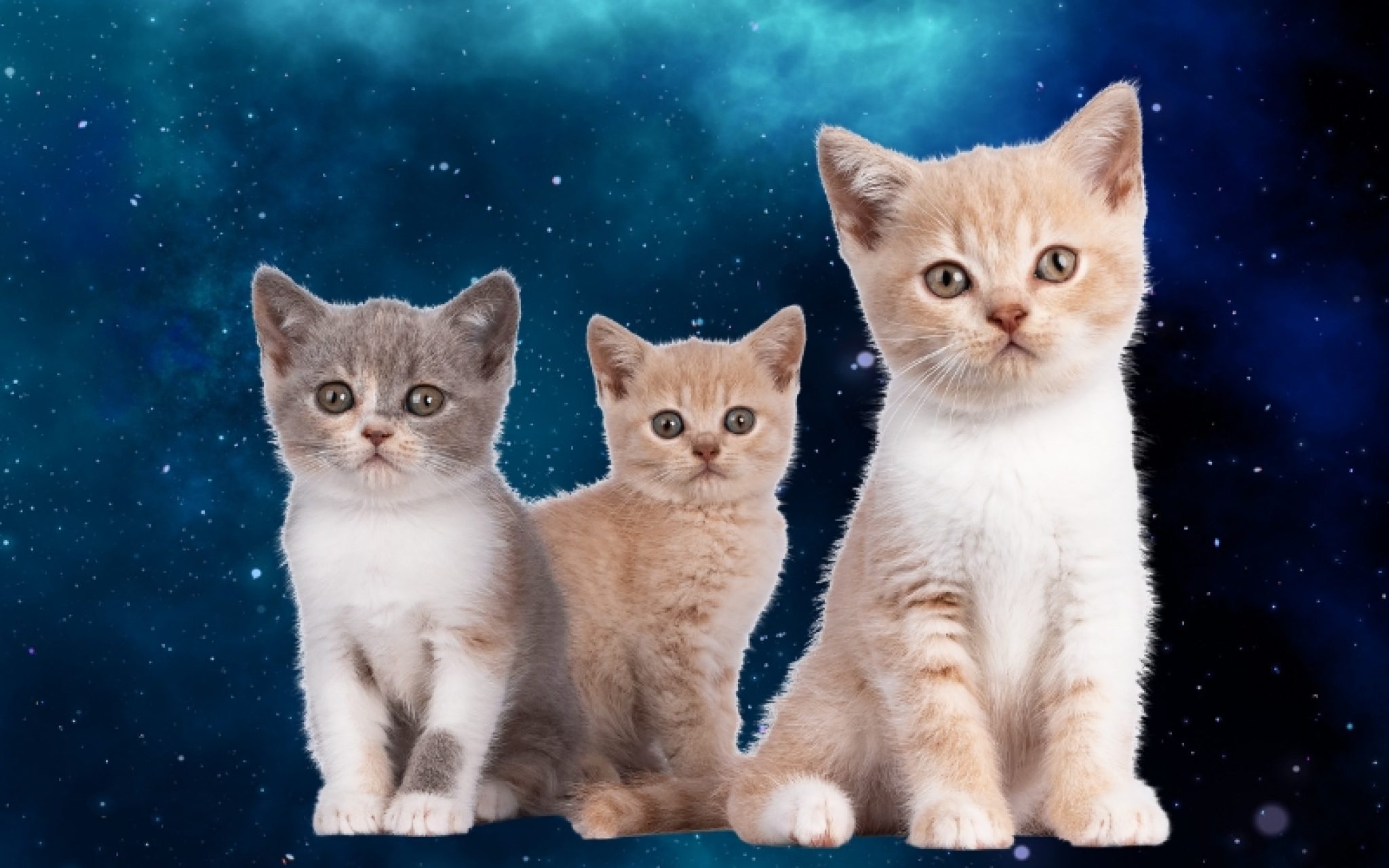 Spiritual Meaning Of Seeing 3 Cats - Take Action