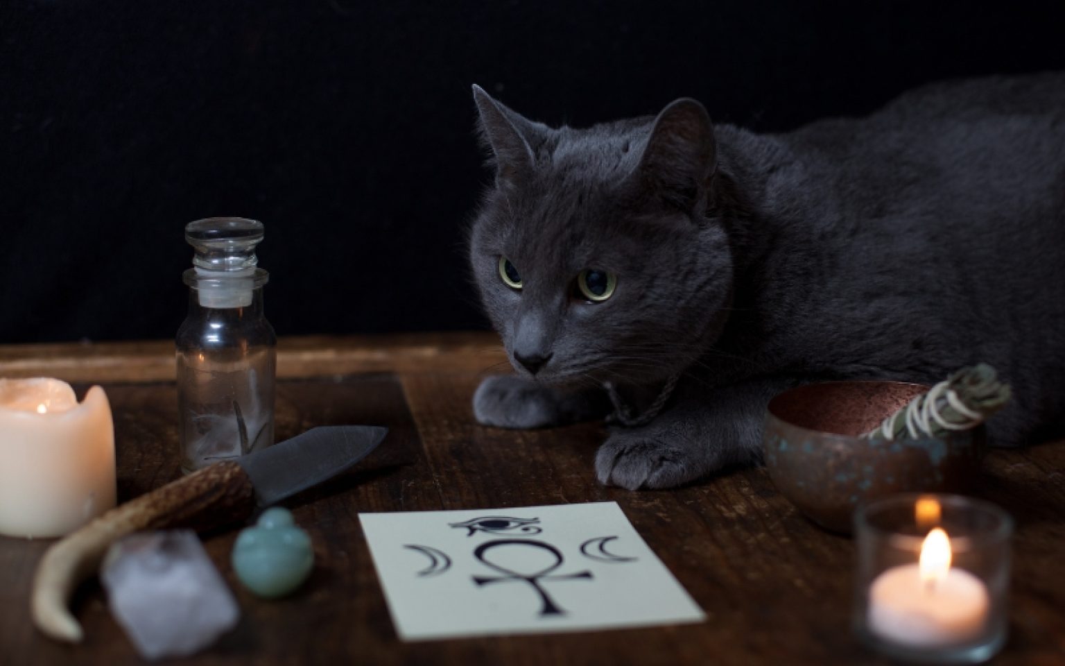 Spiritual Meaning Of Seeing 3 Cats - Take Action