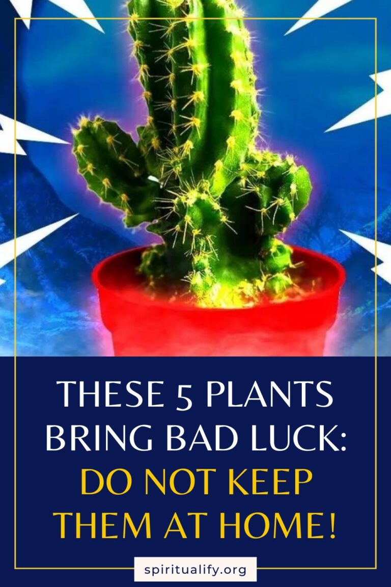 These 5 Plants Bring Bad Luck: Do Not Keep Them at Home!