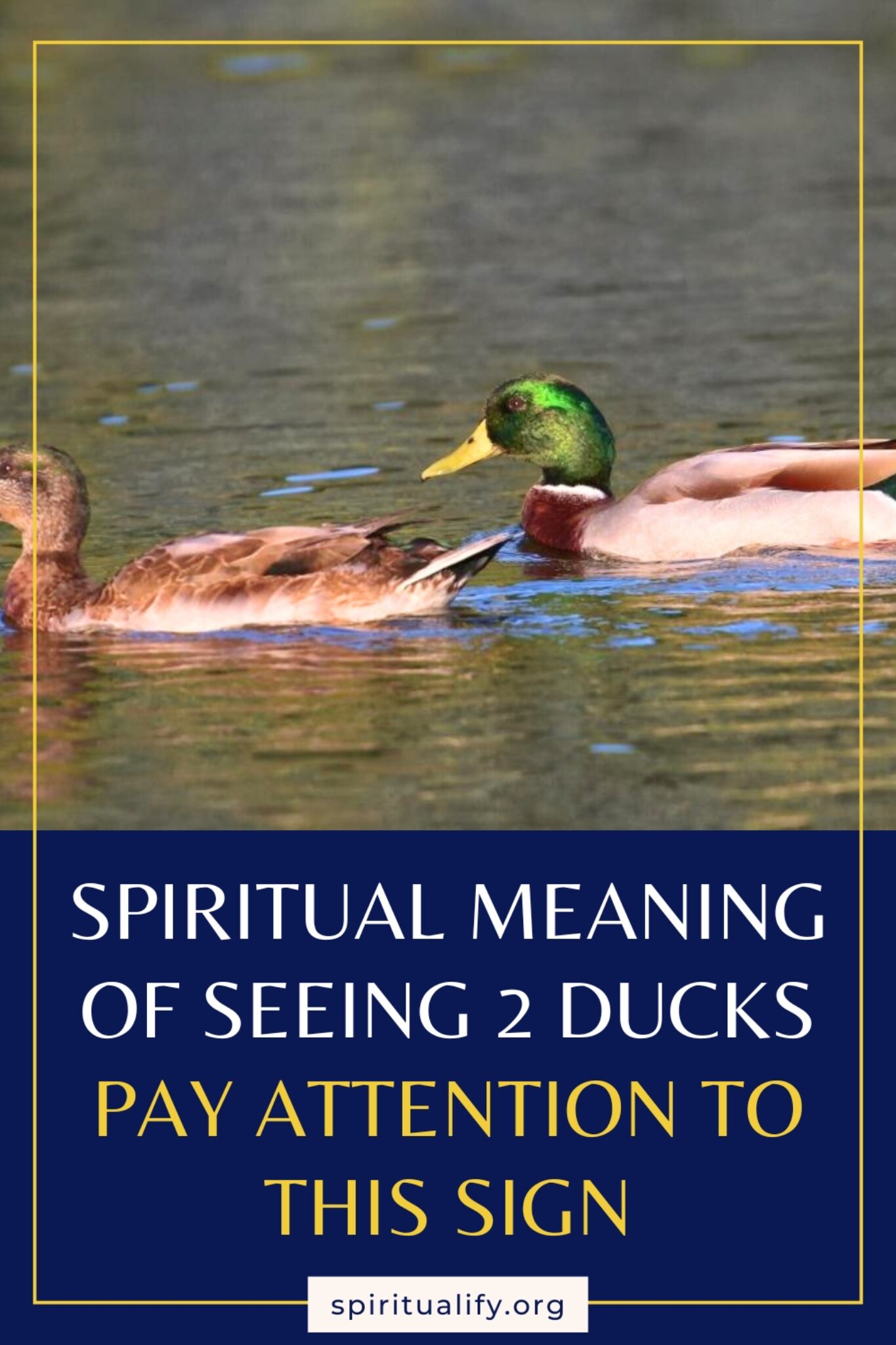 Spiritual Meaning of Seeing 2 Ducks - Pay Attention to This Sign