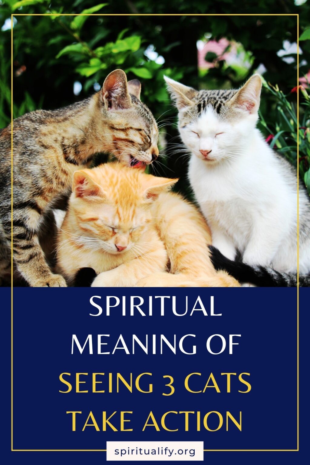 Spiritual Meaning Of Seeing 3 Cats - Take Action